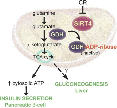 Mammalian Sirtuins—emerging Roles In Physiology Aging And Calorie