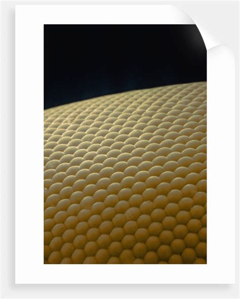 Microscopic View Of Eye Of Fly Posters And Prints By Corbis