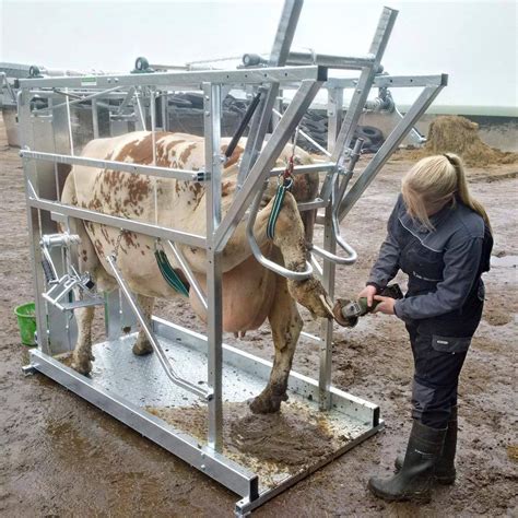 Hoof Trimmer Cattle At Kathleen Schmidt Blog