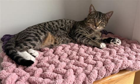 Cozy Cat Mats Yyc Calgary Ab
