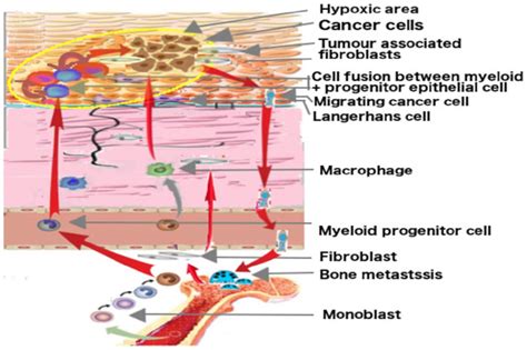 Putative Origin Of Cancer Cells By Fusion And Their Migrating Ways Download Scientific Diagram