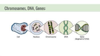 AP Psychology Unit PowerPoint Developmental Psychology By Class With Martin