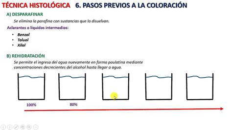 Técnica histológica 7 YouTube