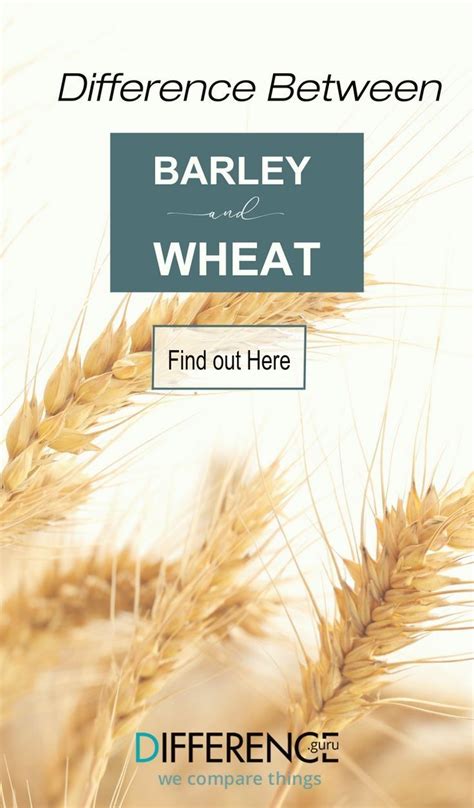 Barley Vs Wheat Understanding The Key Differences