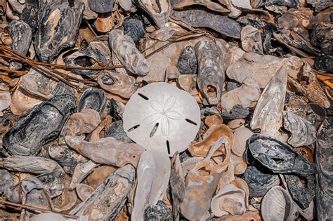 Sanddollar Muscheln Strand Kostenloses Foto Auf Pixabay Pixabay