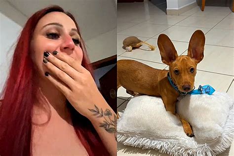 Tutora Fica Apavorada Ao Descobrir O Que Seu Cachorro Vira Lata