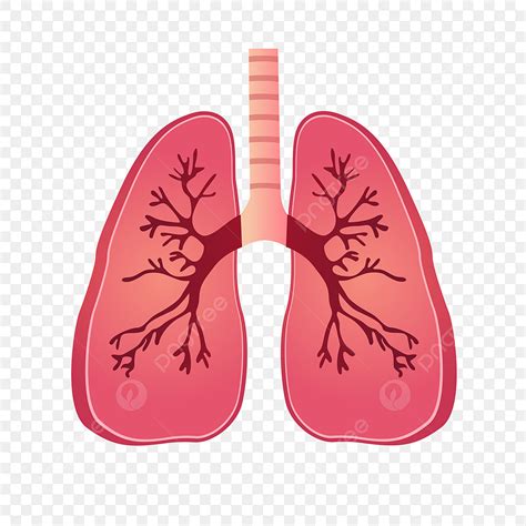 Hand Drawn Illustration Vector Hd Png Images Hand Drawn Cartoon Lung