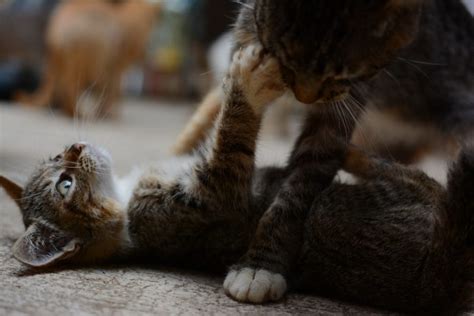 Las Enfermedades De Tus Gatos Y Como Tratarlas Plumas Libres