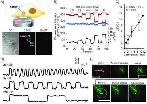 Validation Of Heat Releasing Capabilities Of NanoHT In HeLa Cells A