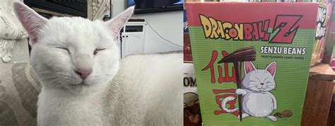 Korin On My Lap R Dbz