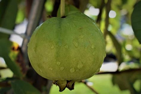 How To Start Hybrid Guava Farming In India Varieties Business Plan