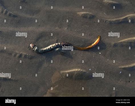 Lug Worming Hi Res Stock Photography And Images Alamy