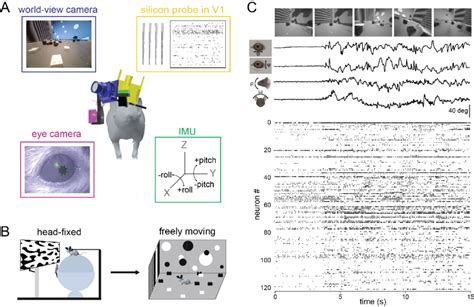 Visual Physiology In Freely Moving Mice A Schematic Of Recording