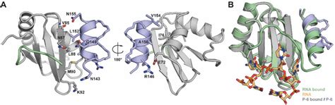 Rationally Designed Stapled Peptides Allosterically Inhibit Ptbp1 Rna Binding Pmc