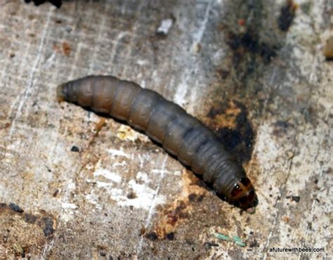 Understanding Wax Moths 101