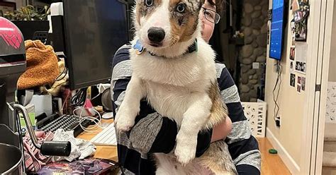 Corgi Pupper Look At Those Ears Album On Imgur