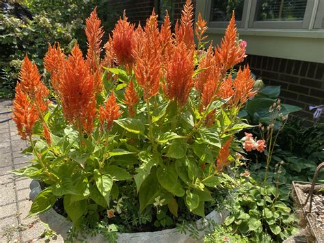 Celosia Again Carol J Michel Author And Gardener