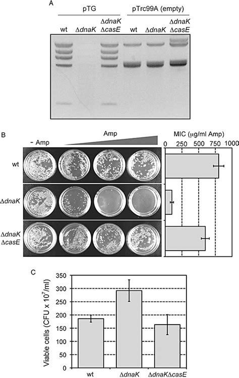 Plasmid Dna Is The Target Of Crispr Cas Interference A Rsai Download Scientific Diagram