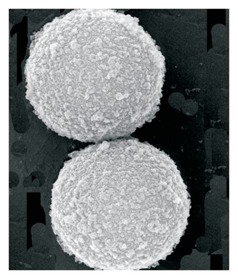 Cytiva Sera Mag Streptavidin Coated Magnetic Particles Fisher Scientific