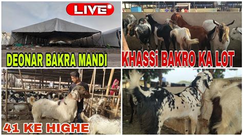 Deonar Bakra Mandi Latest Update Monday Live Badi Bakre A Gaye