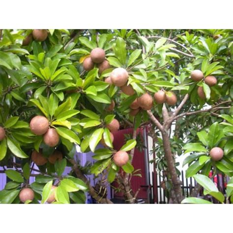 Jual Bibit Tanaman Sawo Jumbo Cangkok Berbunga Dan Berbuah Full