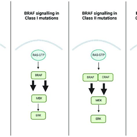 This Image Shows The Physiological Regulation And Dimerization Of Braf
