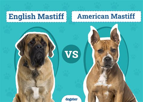 English Mastiff Height And Weight Chart French Mastiff Size Chart