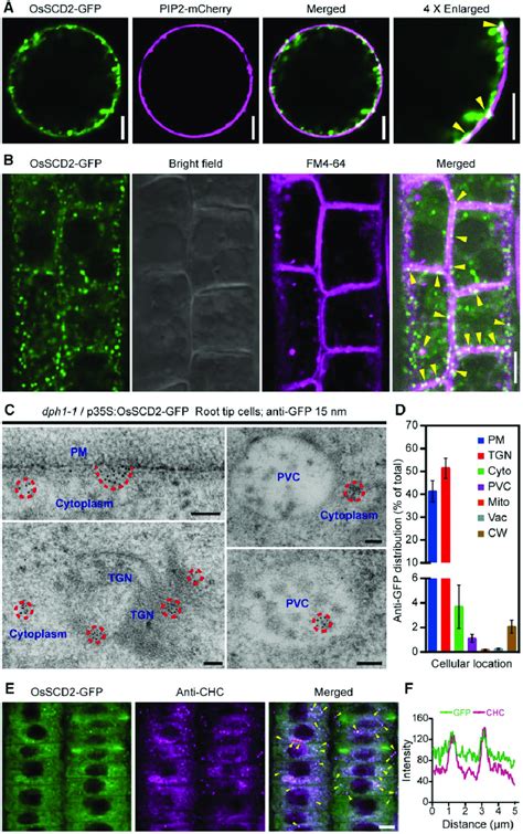 Subcellular Localization Of Osscd2 Protein A Confocal Microscopy