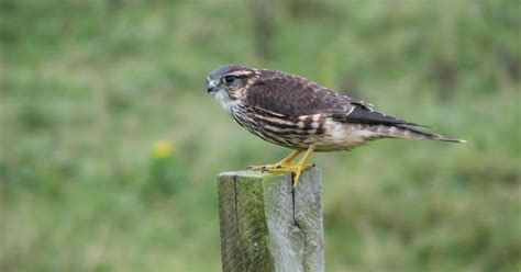 Merlin Rubha Ardvule Isle Of South Uist Outer Hebrides