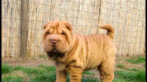 Cómo es el Shar Pei como perro de compañia Vimar Alfambra