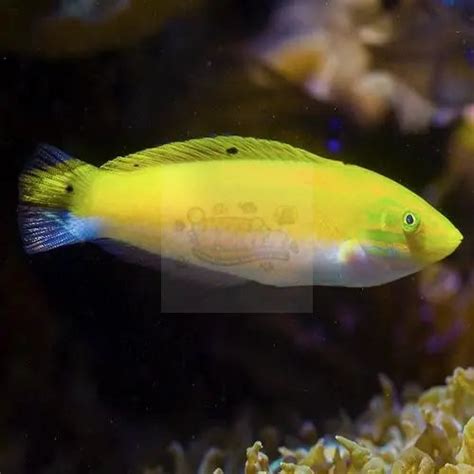 Silver Belly Yellow Wrasse Halichoeres Leucoxanthus Marine World