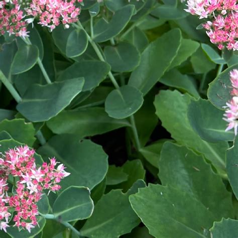 Sedum Autumn Joy Groundwork Illinois