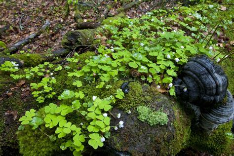Primary Forest Stock Image Image Of Green Environmental 87877503