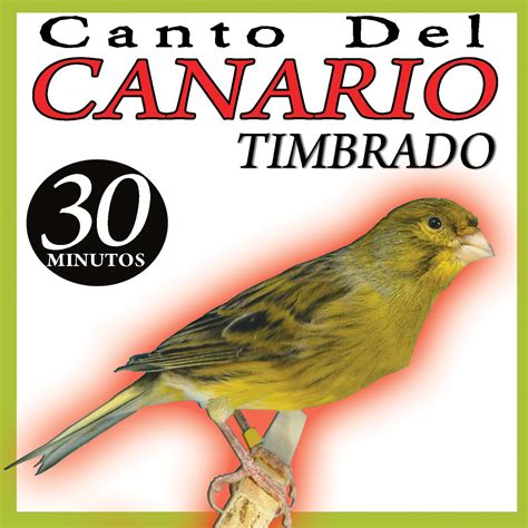 ‎canto De Canario Timbrado Español Sonido De Pájaros Ep De Sonido Y