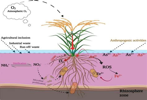 Conceptual Diagram Illustrating The Impacts Of Various Sources On