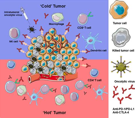 Ovs Combined With Icis Are Complementary To Each Other Ovs Infecting