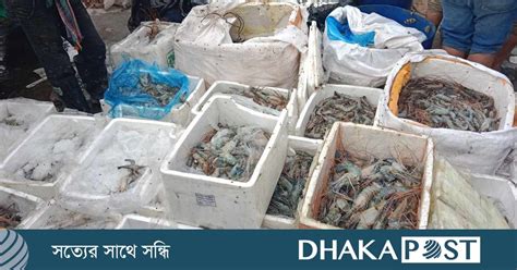 ৫৬৬ কেজি জাটকা ও ৫৩৭ কেজি জেলি দেওয়া চিংড়ি জব্দ জরিমানা ১৮ লাখ