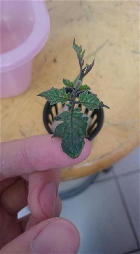 關於水耕番茄生長狀況不佳的問題 有附照片 煩請有經驗者幫忙解惑 感謝 農業知識入口網