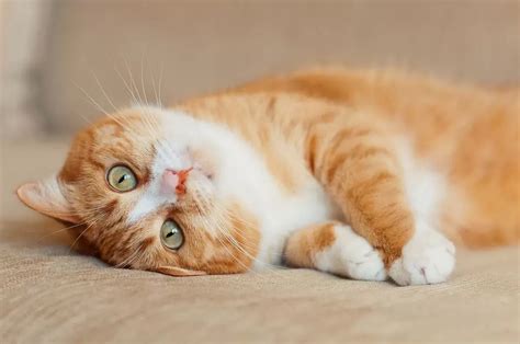 The Bloated Cat Understanding Causes And Solutions Puainta®