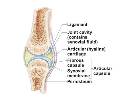 Diagram Of Fibrous Joint