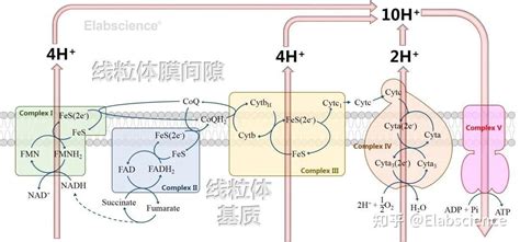 线粒体呼吸链复合体检测的意义及应用 知乎