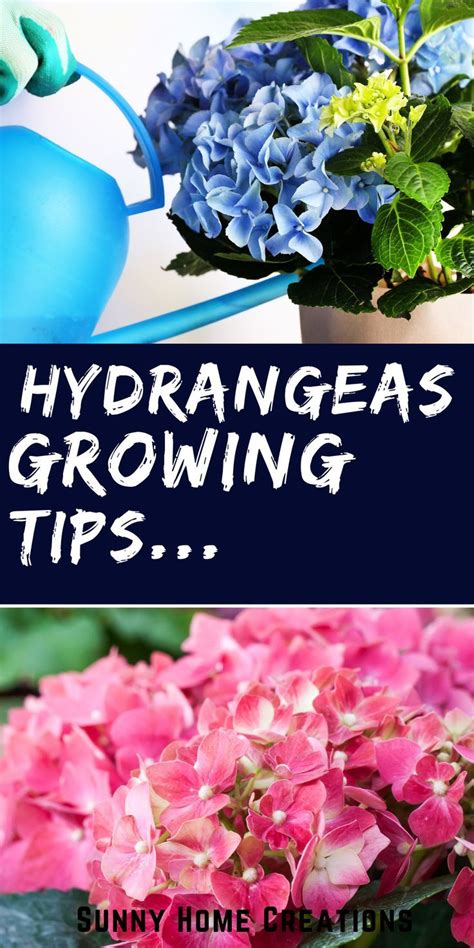 Hydrangea Care And Growing Tips Hydrangea Care Growing Hydrangeas Planting Hydrangeas
