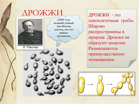 Плесень и дрожжи презентация онлайн