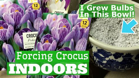 My Easybasic Guide To Growing Crocus For Indoor Display Planting