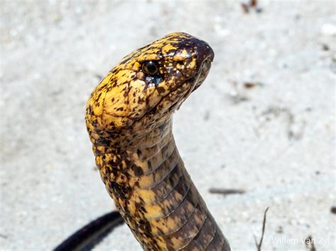 Cape Cobra Naja Nivea From South Africa Dangerously Venomous X