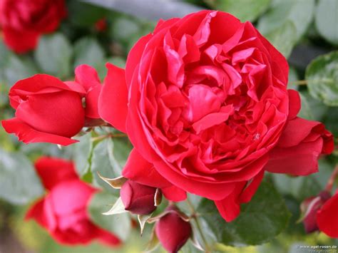 Florentina ® kaufen – Kletterrose – AGEL ROSEN