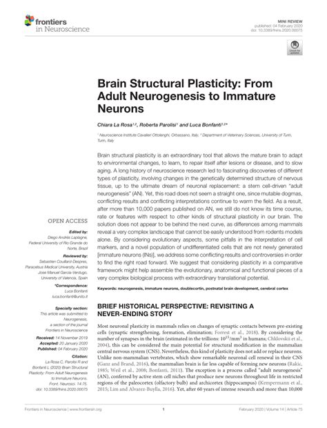Pdf Brain Structural Plasticity From Adult Neurogenesis To Immature