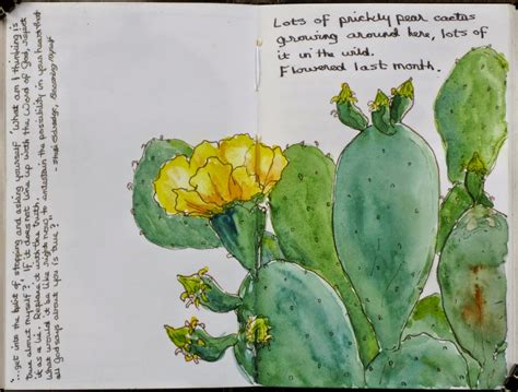 Prickly Pear Sketch At PaintingValley Explore Collection Of Prickly Pear Sketch