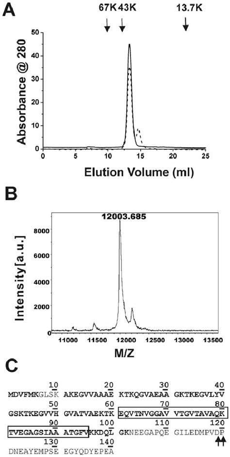 C Terminal Truncation Was Induced After High Temperature Treatment A