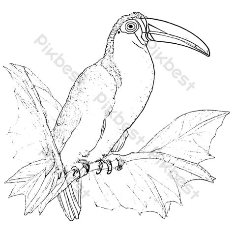 Keel Billed Toucan Line Art Illustration Exquisite Monochromatic